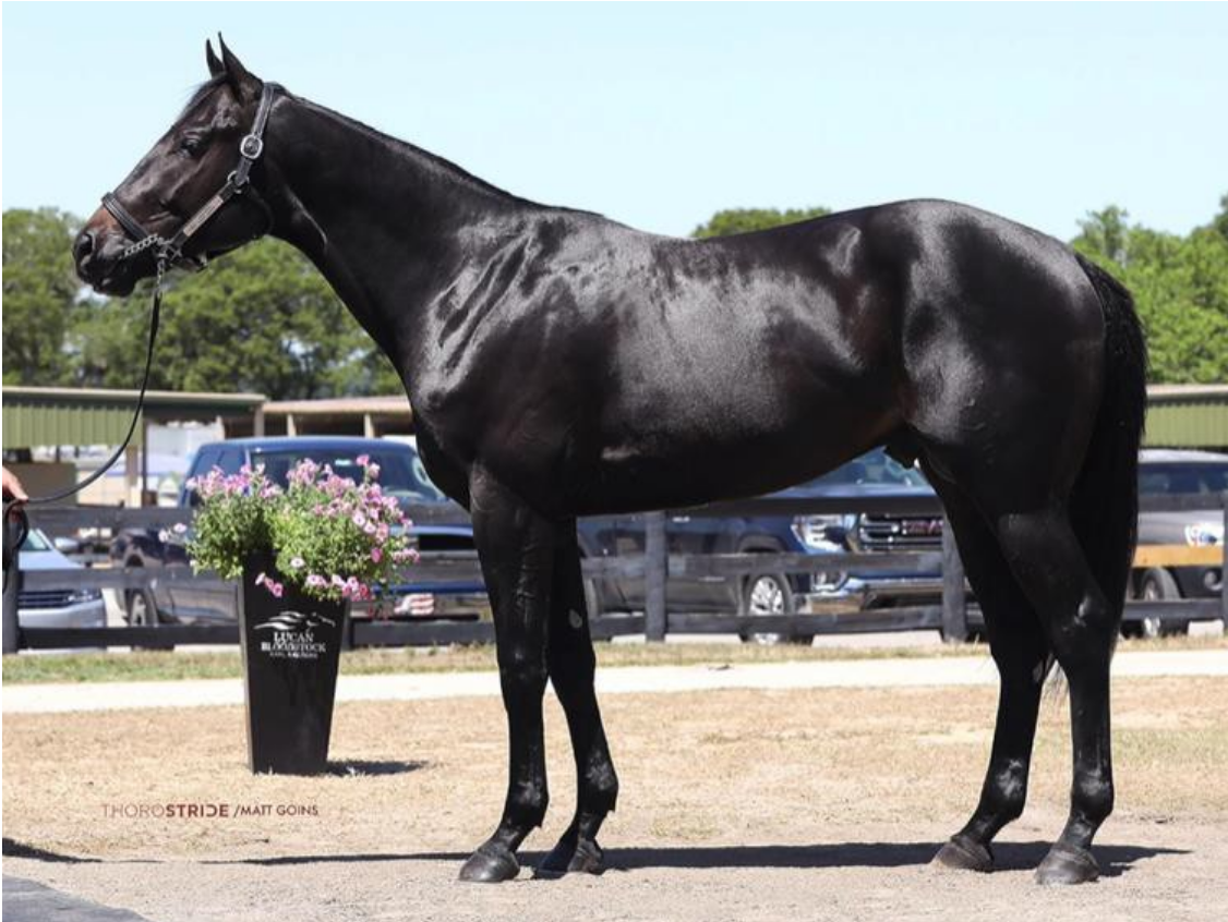 Our Horses - Redhawk Racing Club