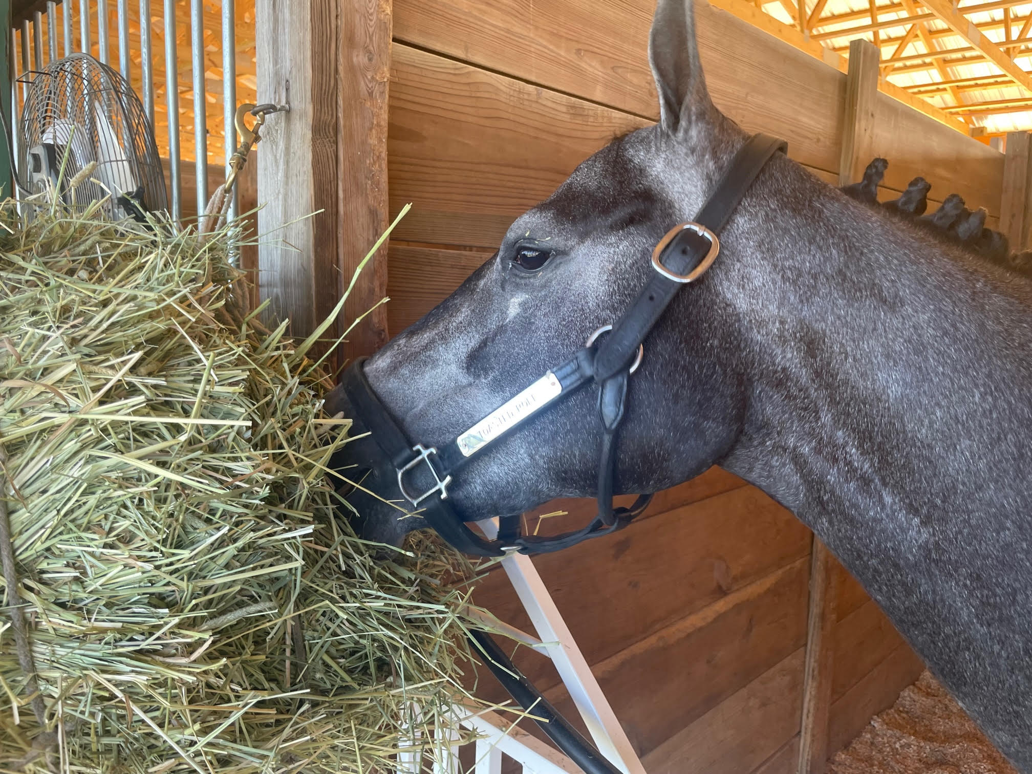 Toasted Roll runs her first race - Redhawk Racing Club