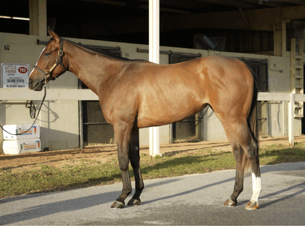 Redhawk 2 Horses - Redhawk Racing Club